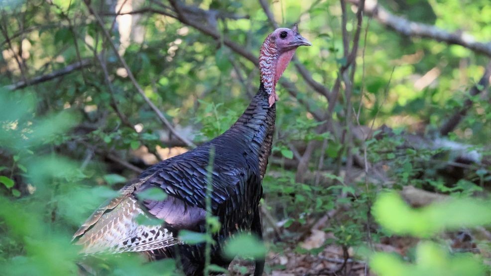 Missouri Department of Conservation seeks public input on changes to ...