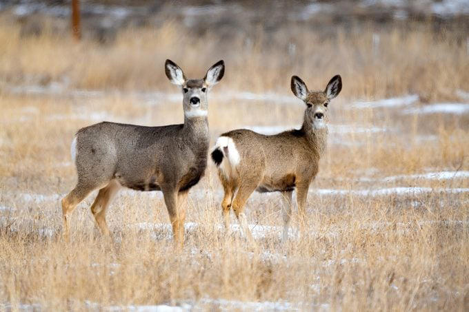 3 types of deer found in North America