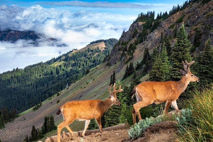 3 types of deer found in North America