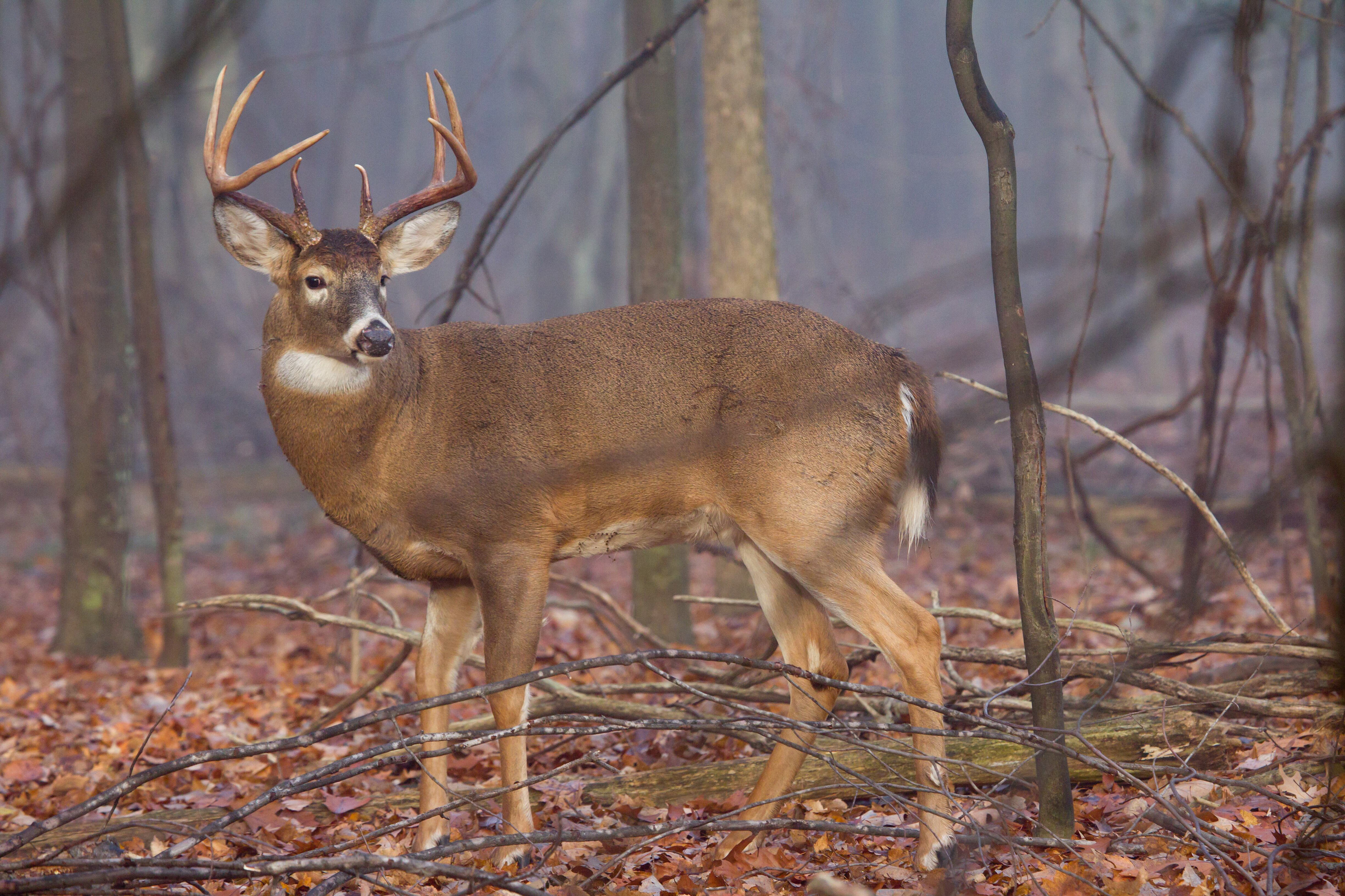 Drivers urged to be extra careful as deer activity rises during fall ...