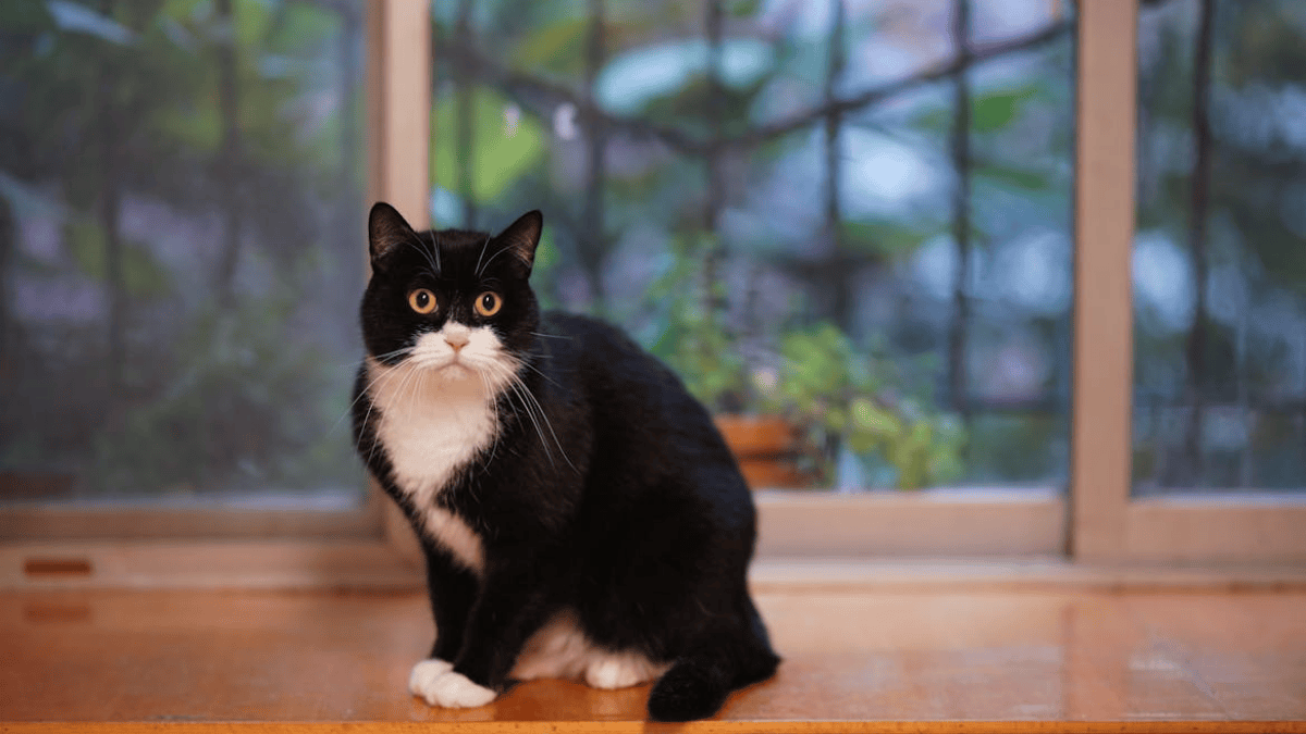 10 science-proven activities that increase your cat's happiness