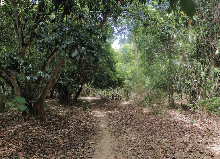 ‘Cryptic' creatures, animal hiding as poop as three more new species ...