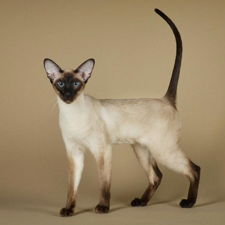 9 purebred cats with the sweetest and most affectionate personalities ...