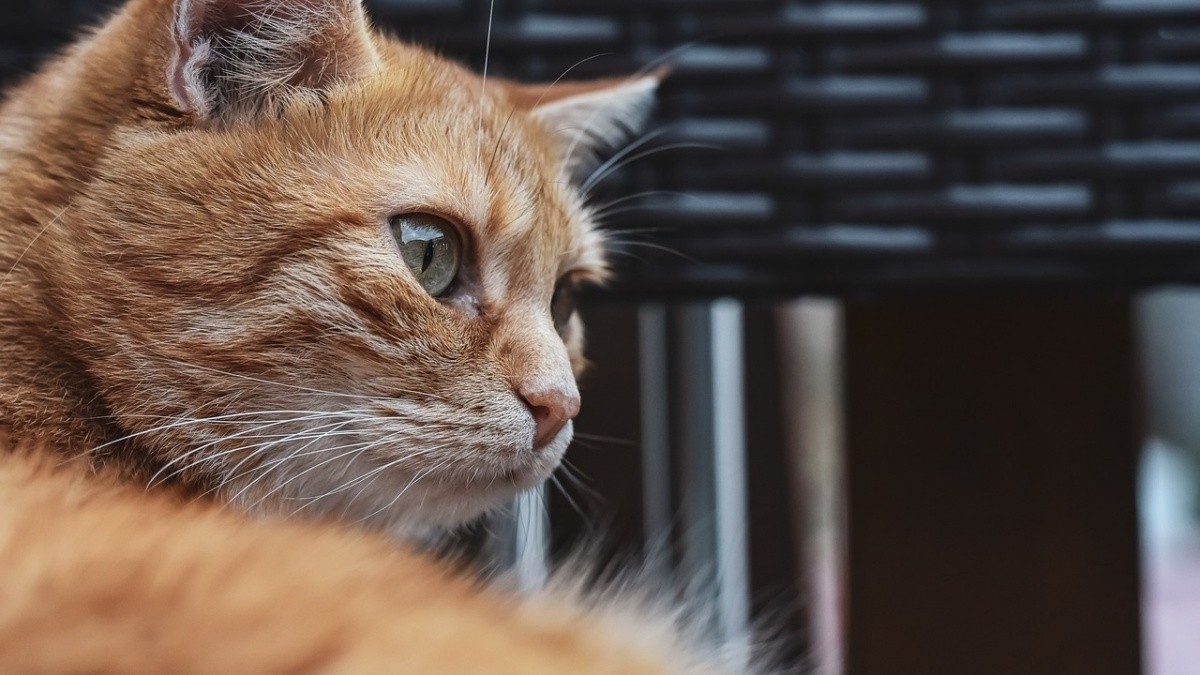 Funny things cats do when they think no one is watching