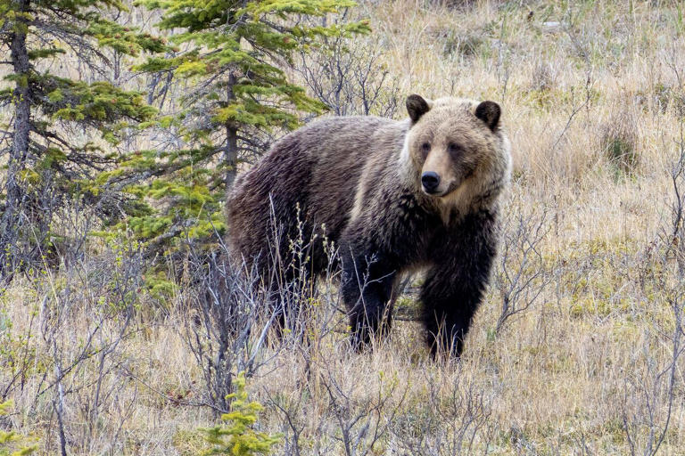 1 grizzly bear has been killed through Alberta’s new hunting program ...