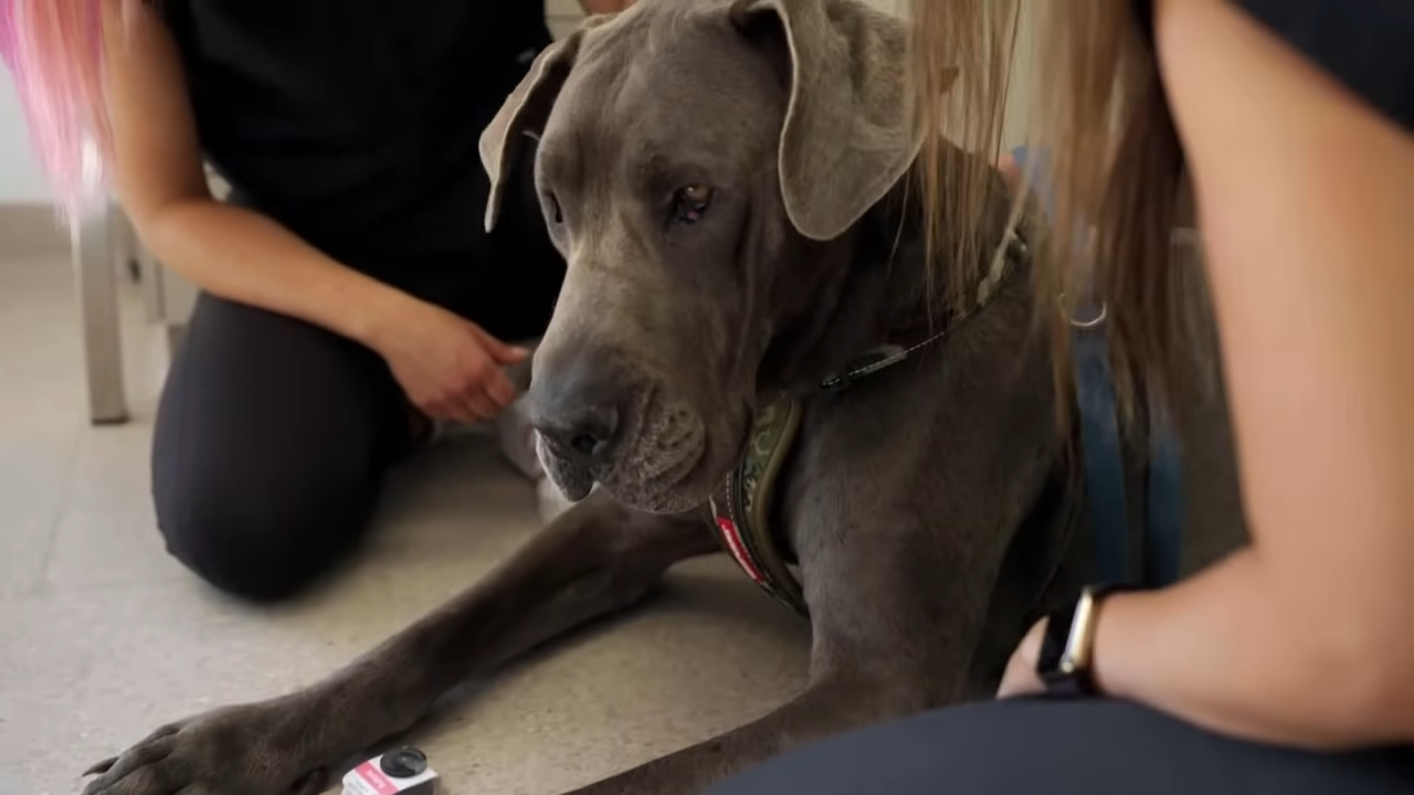 How a simple procedure saved a dog from a painful ear hematoma