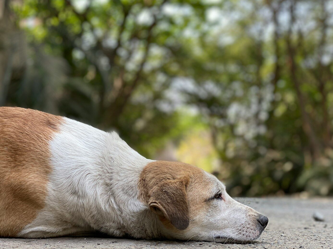 15 Signs Your Dog Is Suffering in Silence