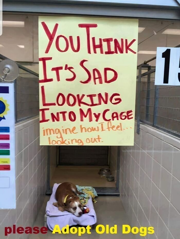 Feel-Good Animal Memes: 43 Reasons To Smile Today