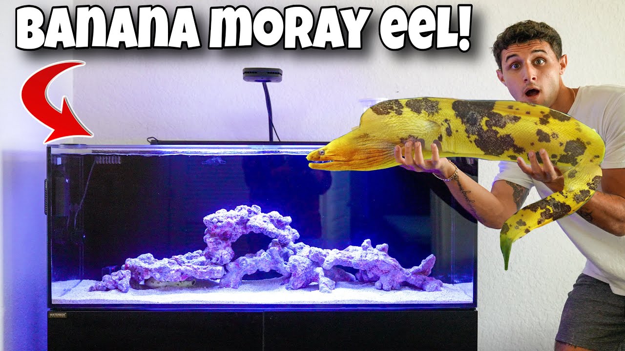 Exotic moray eel gets his dream home!