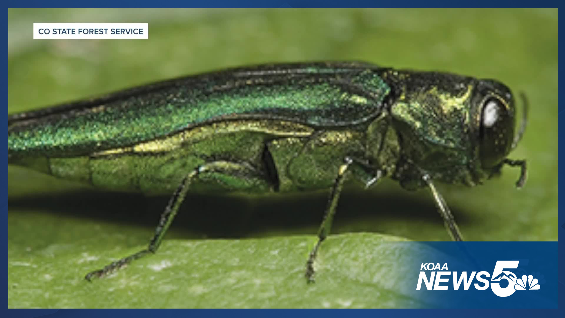 Invasive insect spreading across Front Range; how Colorado Springs is ...