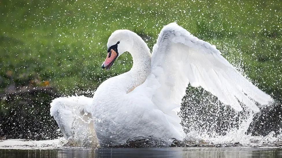 Bird flu confirmed after swan deaths reported