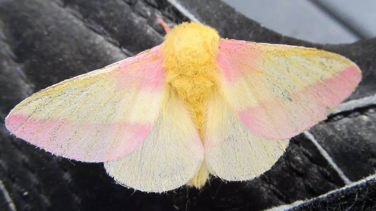 6 stunning moths that rival butterflies: Discover nature’s hidden night ...