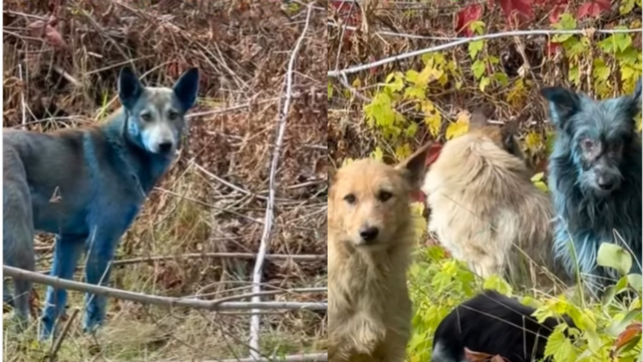 Blue dogs of Chernobyl: Mystery behind the viral video of blue-furred ...