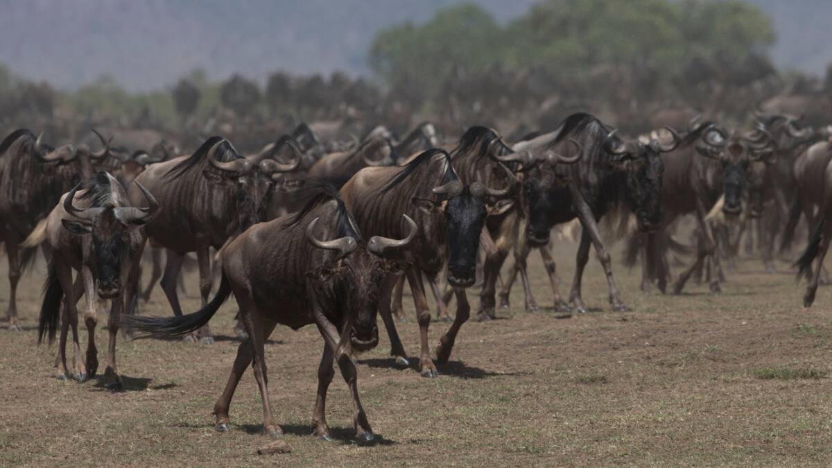Une empreinte inégalée: En marchant, les humains bougent plus que tous ...