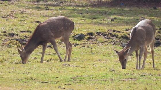 Jeju Island to Designate Sika Deer as Harmful, Allow Capture