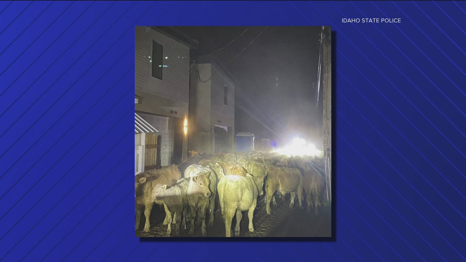 Holy Cow: Udderly large herd of bovines amble through Boise neighborhood