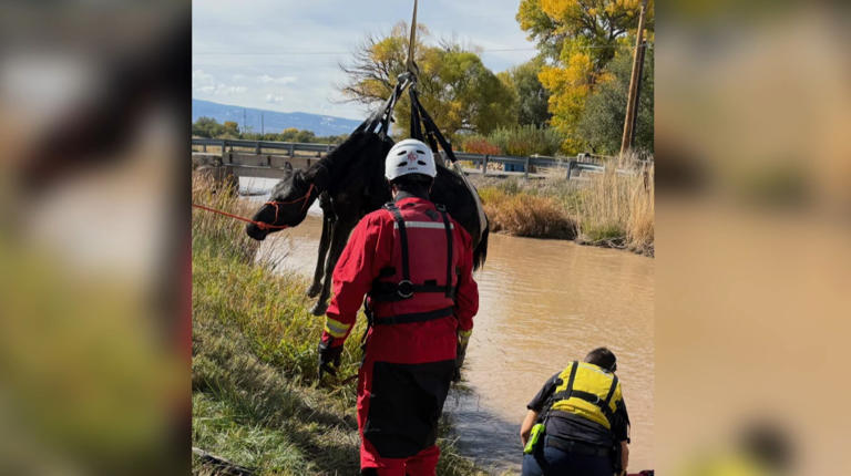 Mesa County first responders and towing company rescue horse from canal
