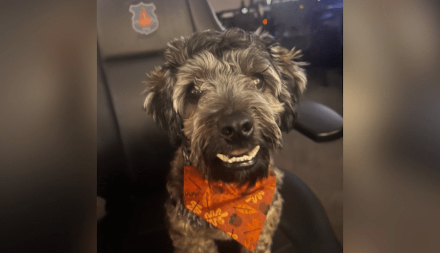 ‘Luckiest puppy’ rescued during Hurricane Helene now the face of local ...