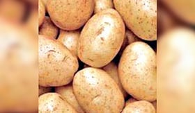 Potato prices surge in Bhubaneswar, Cuttack amid cyclone panic ...