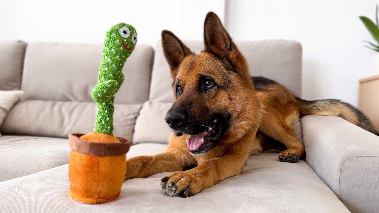 German Shepherd Reacts to Talking Cactus Toy