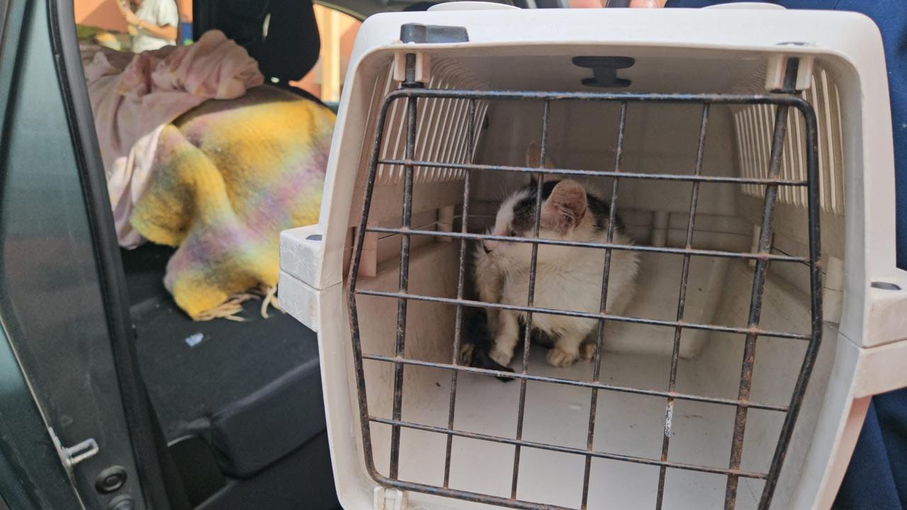 I quaranta gatti nella ’casa-lager’. L’Oasi Felina: "Una raccolta firme"