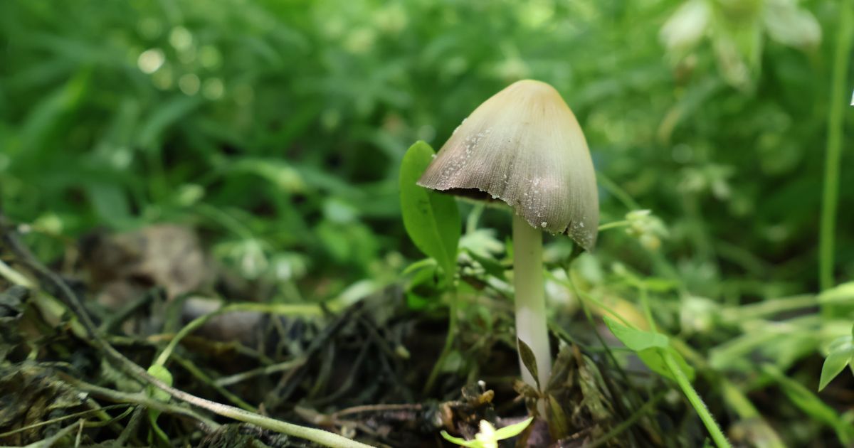 Ce champignon apparemment inoffensif devient hautement toxique si vous ...