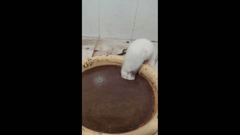 China: Ferret Turns Mud Bath Into Playtime Chaos in Beijing