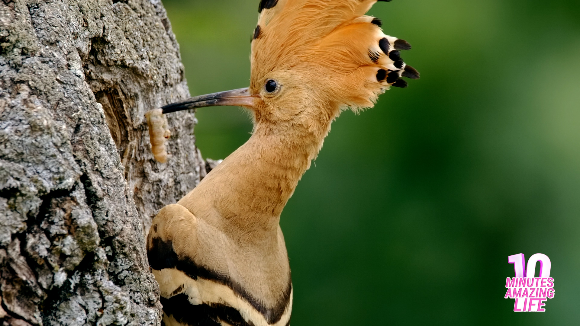 Hop Voert Zijn Jong in het Nest