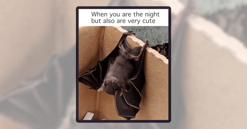 Spooky Season Has Never Been This Cute: 20 Blissful Bat Memes