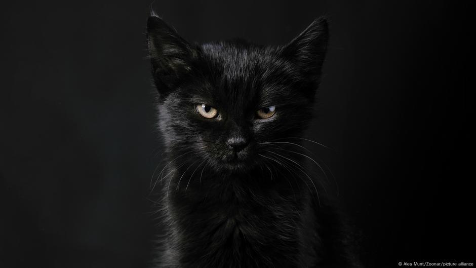 Superstition, witches, Halloween: Black cats and their many meanings