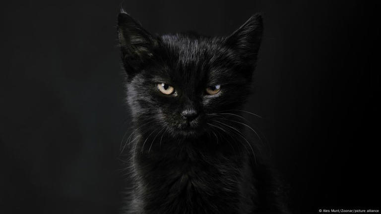 The many mysterious meanings of black cats