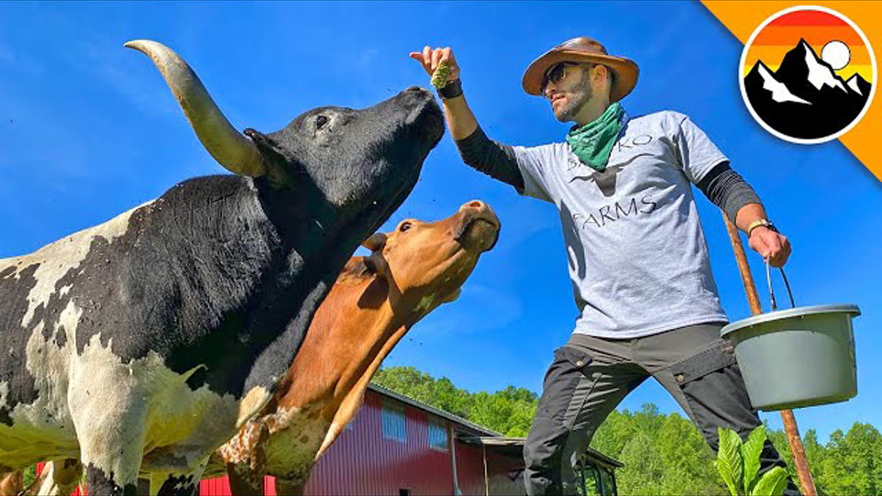 Mini Bulls don't have Mini Horns!-YLm16a2boAE