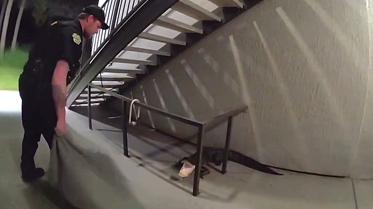 Police wrangle 6ft alligator from Florida apartment complex