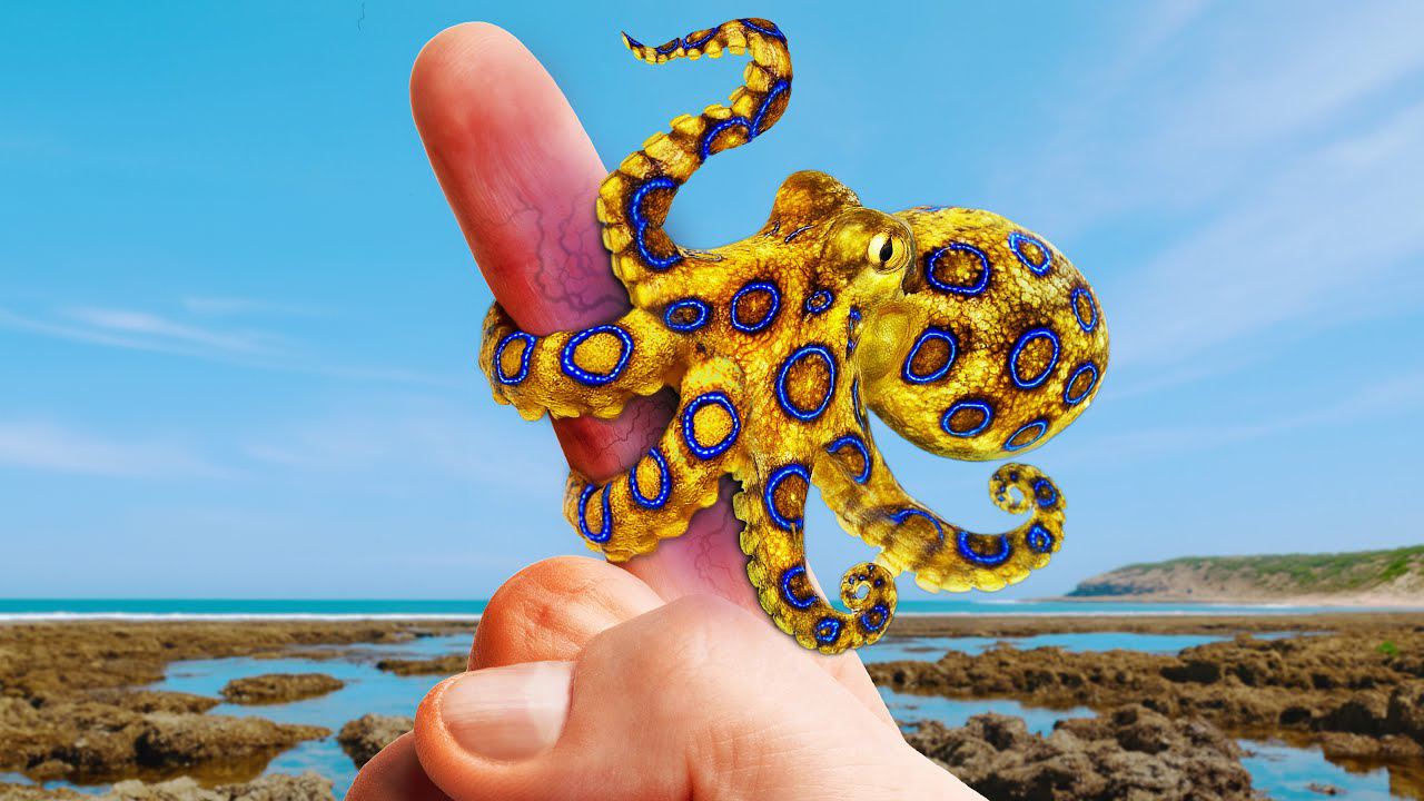 Beware: Dangerous creatures at the beach