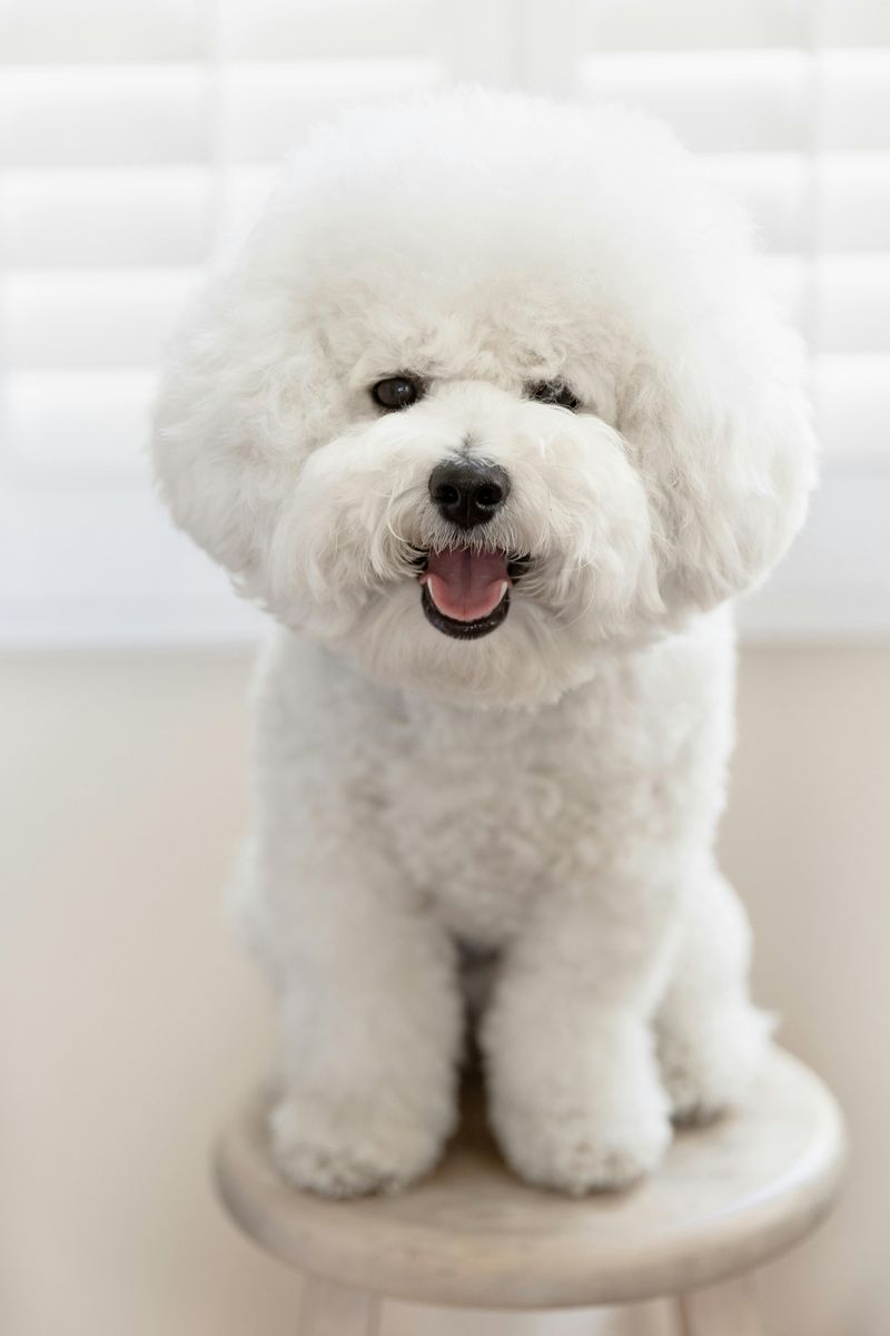 28 Dog Breeds That Adapt Easily to Indoor Living