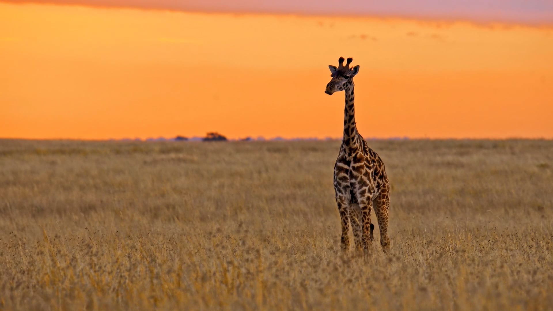 Masai Giraffes from Above: Drone Views of Africa's Savannah Giants ...