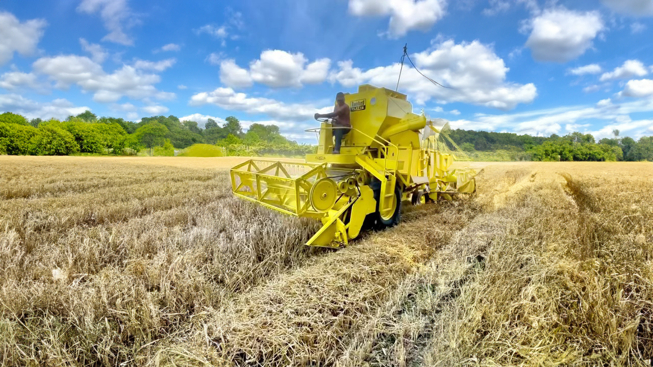 Bamford Claeys harvesting wheat