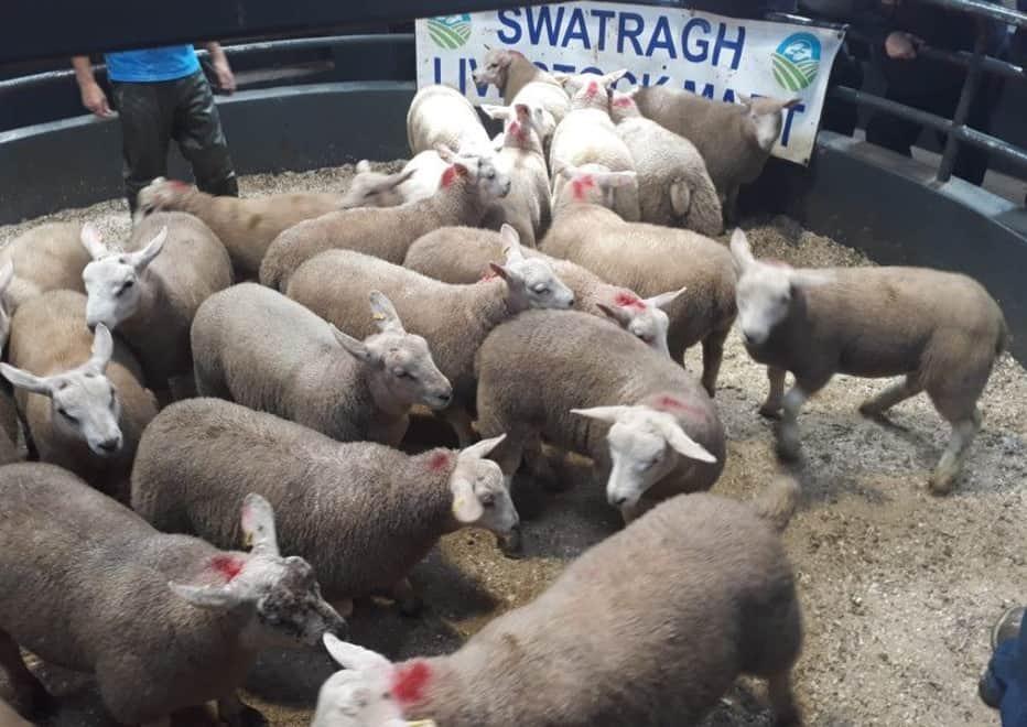 Super trade for stock at Swatragh