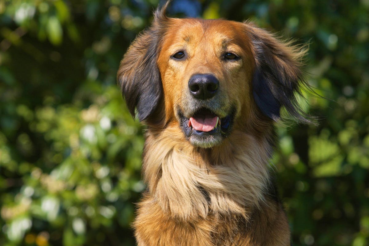 Aare-Spaziergang endet blutig – Hündin attackiert Joggerin