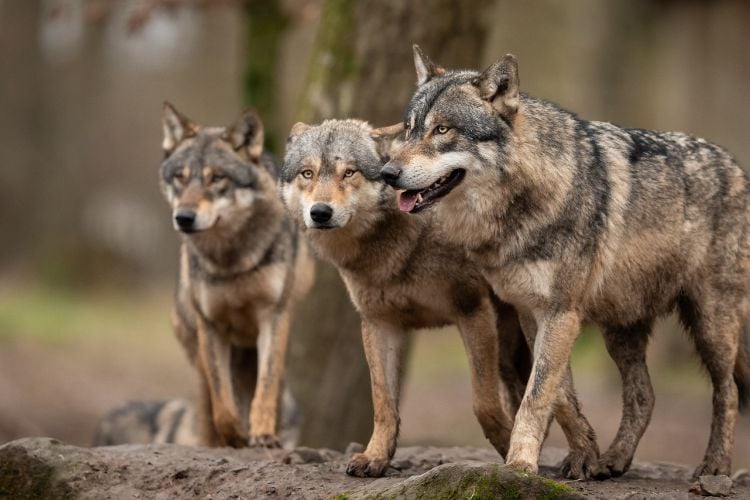 California Kills Gray Wolf Pack After Cattle Deaths Surge