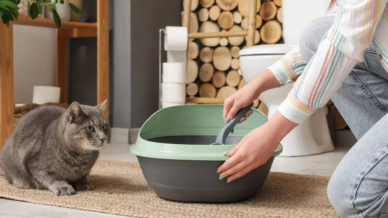 How to toilet train your pet: 7 easy tips for dogs and cats at home