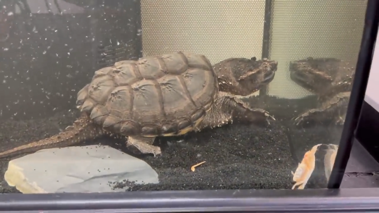 Godzilla snapping Turtle vs Crab