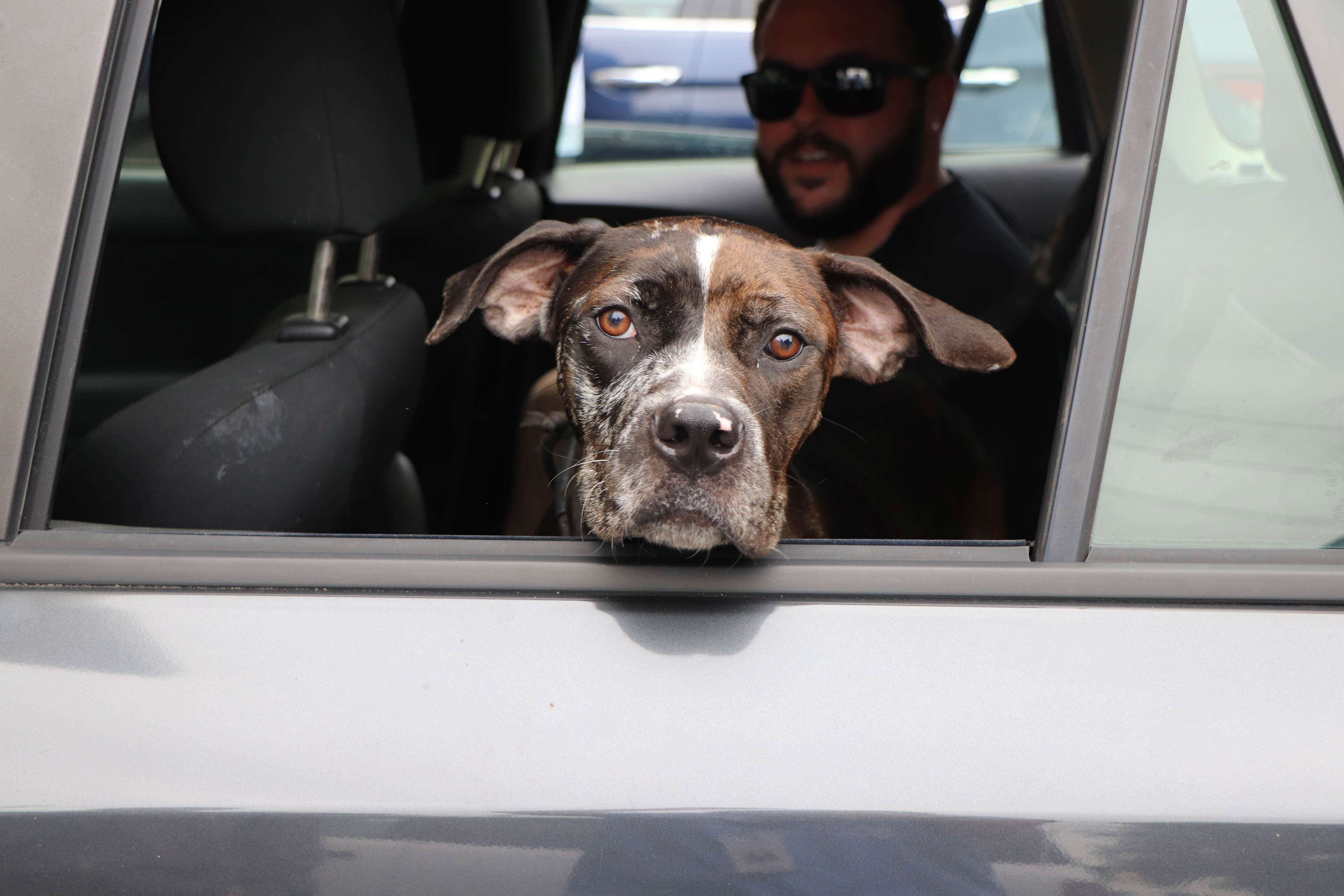 Hearts break as emaciated dog rescued by paramedic given second chance
