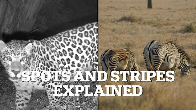 Spot on! Scientists crack the code behind animal spots and stripes