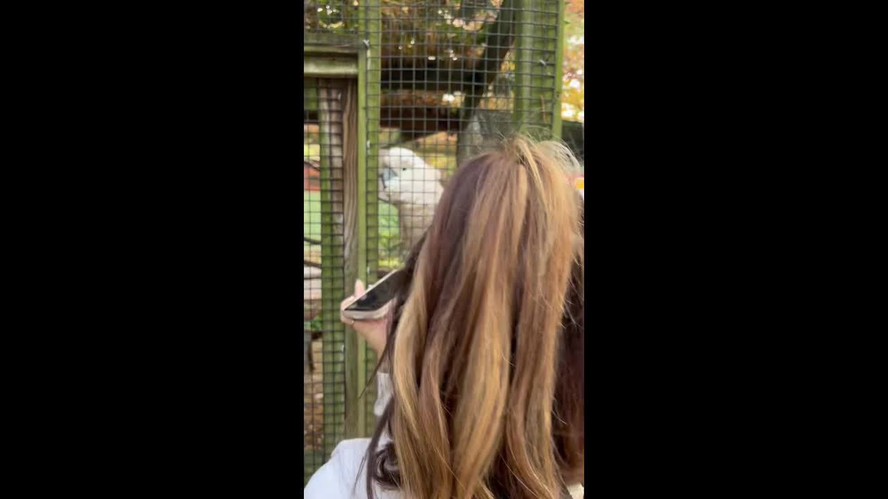Woman has hilarious dance-off with cockatoo to Benson Boone tune