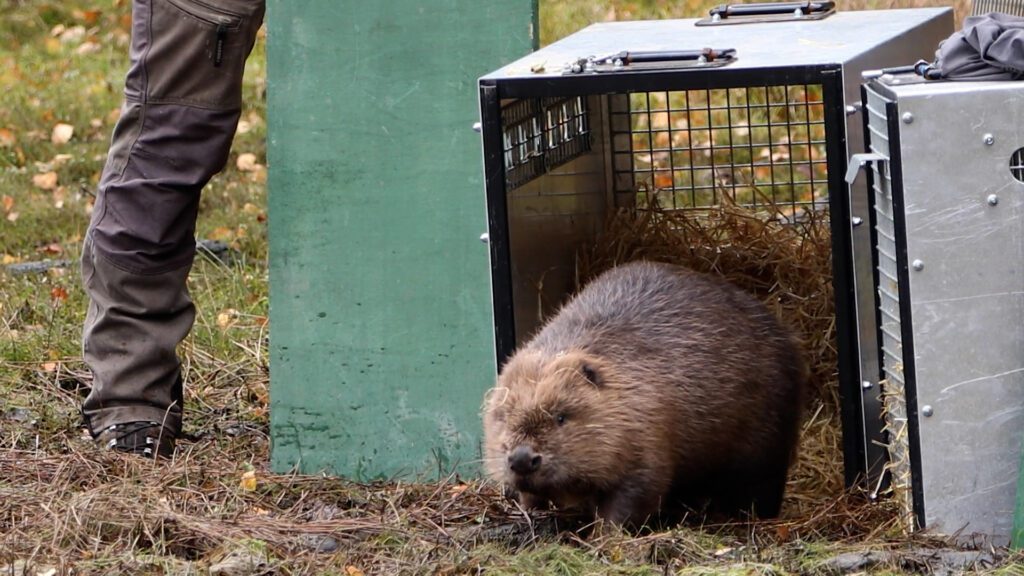 Beavers released in Highland glen 400 years after extinction in Scotland
