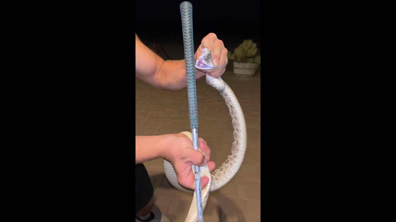 Diamondback rattlesnake caught in homeowner's garden before ...