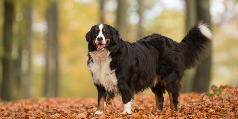 5 calm dog breeds for owners who are laid-back