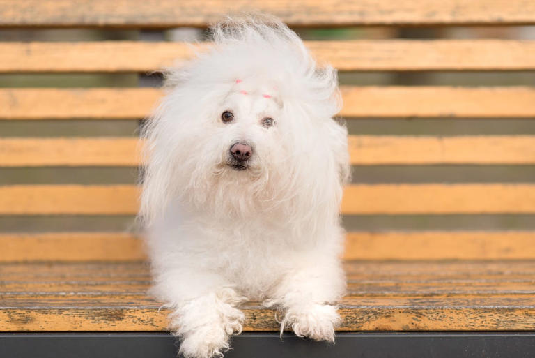 5 calm dog breeds for owners who are laid-back