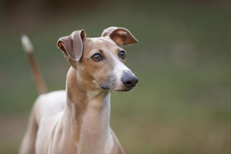 7 calm dog breeds for laid-back owners who want a little less hard work